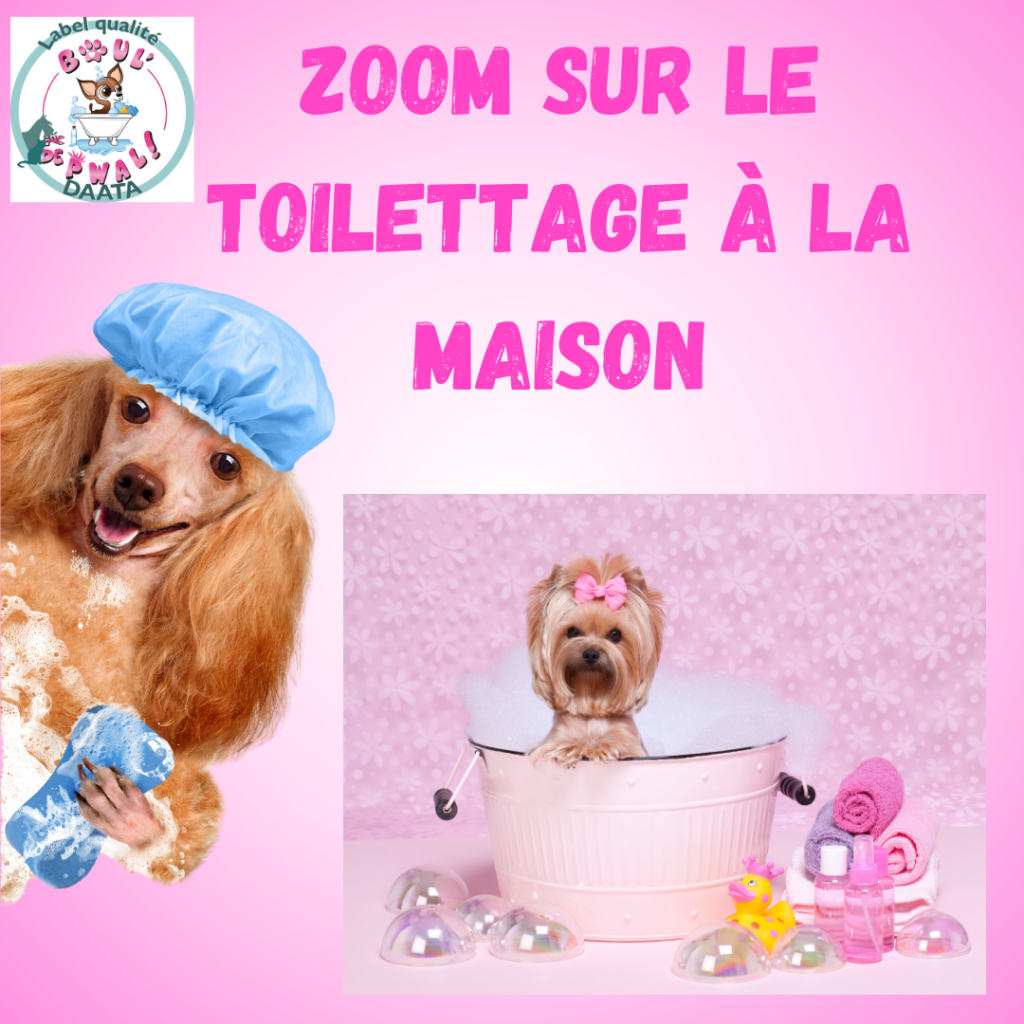 LE TOILETTAGE À LA MAISON - BOUL' DE PWAL Toilettage